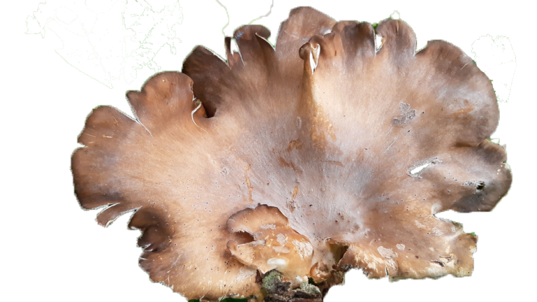 Organic Functional mushrooms - LC Ingredients